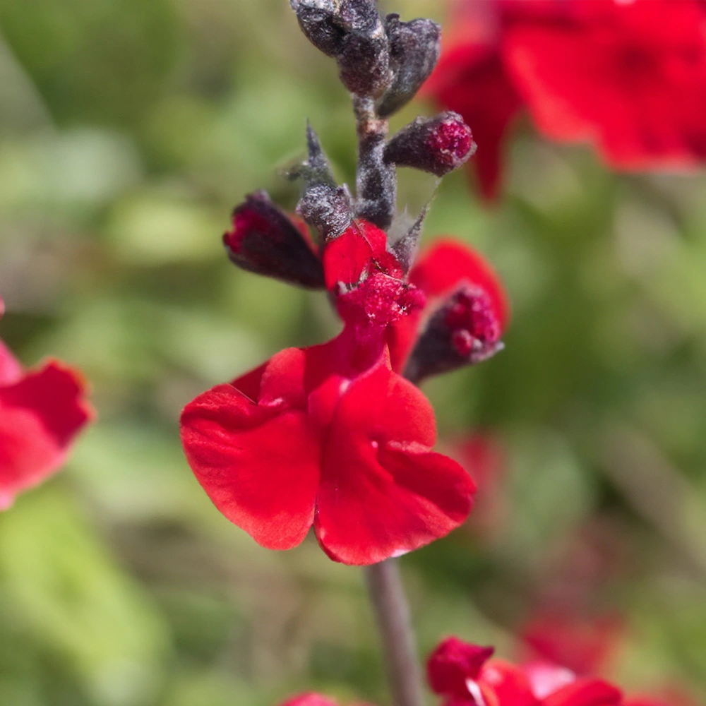 Salvia 'Makris' (Pot Size 3L) - The Boma Garden Centre