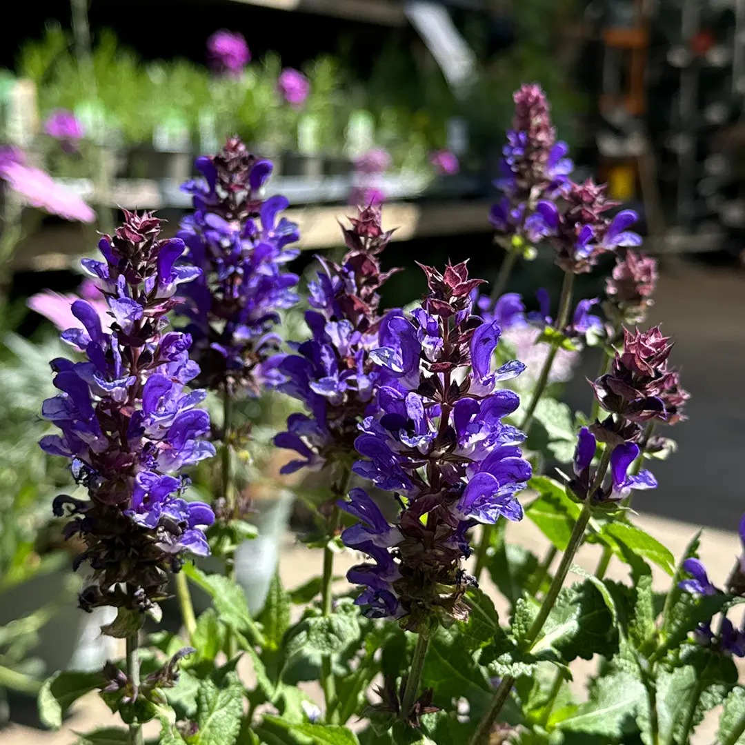 Salvia nemorosa 'Blue Marvel' (Pot Size 3L) Salvia Blue Marvel - The ...