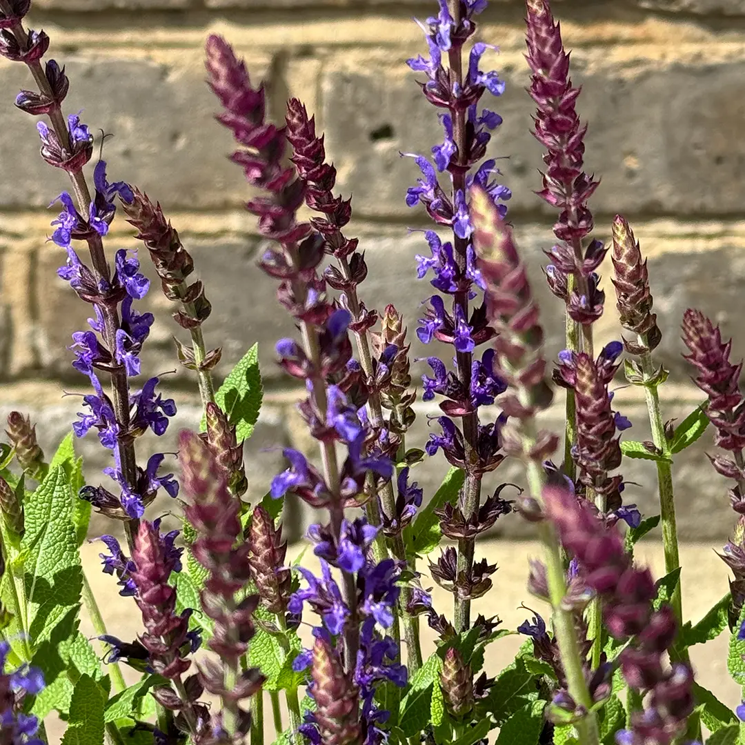 Salvia nemorosa 'Caradonna Dark Blue' (Pot Size 17cm) Caradonna Dark ...