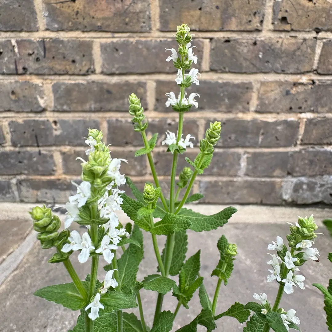 Salvia nemorosa ‘Compact White’ Pot Size 2L) Meadow Sage - The Boma ...