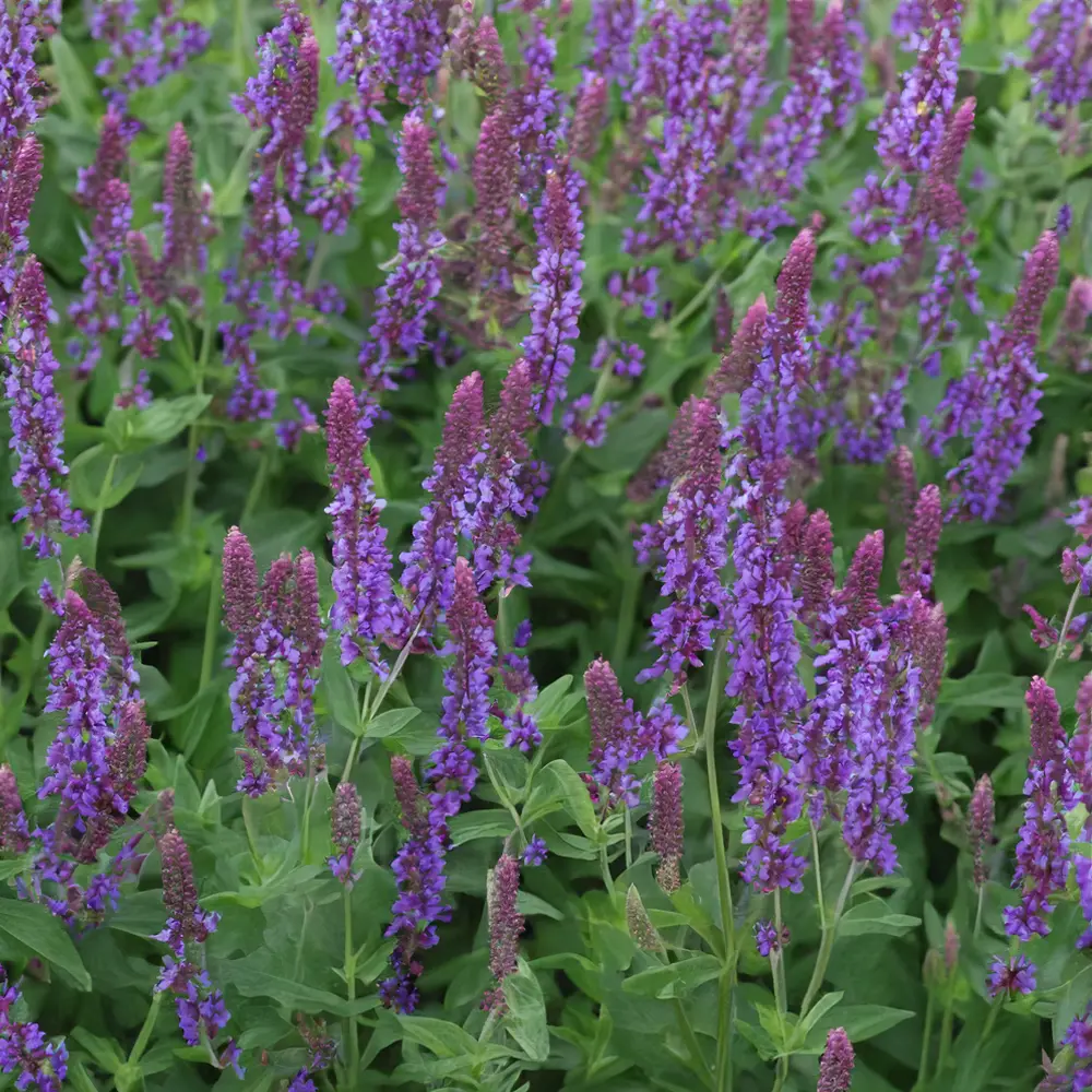 Salvia nemorosa 'East Friesland Ostfriesland' (Pot Size 3L) East ...
