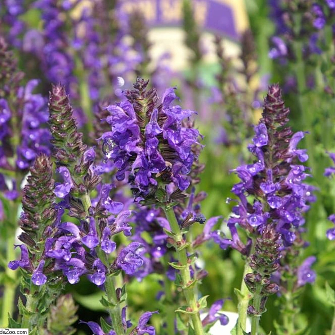 Salvia nemorosa Marcus (Pot Size 1ltr) Salvia - The Boma Garden Centre