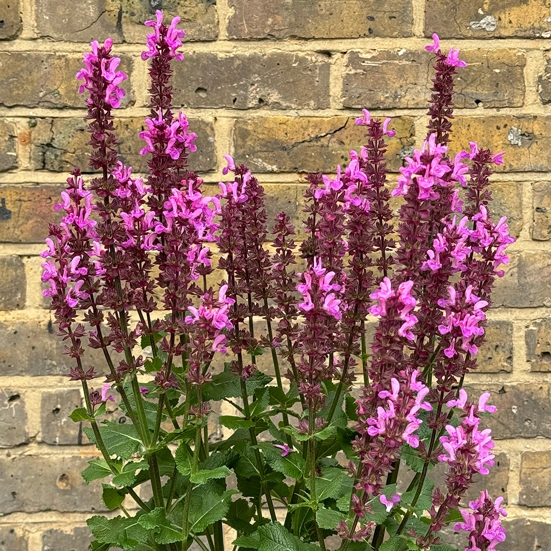 Salvia 'Pink' (Pot Size 3L) Pink Sage - The Boma Garden Centre