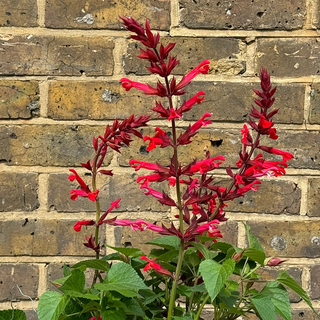 Salvia 'Roman Red' (Pot Size 3L) Roman Red Sage - The Boma Garden Centre