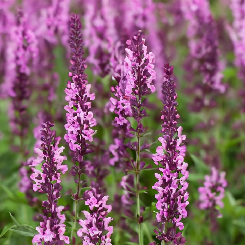 Salvia ‘Sensation Deep Rose’ (Pot Size 3L) Sage - The Boma Garden Centre