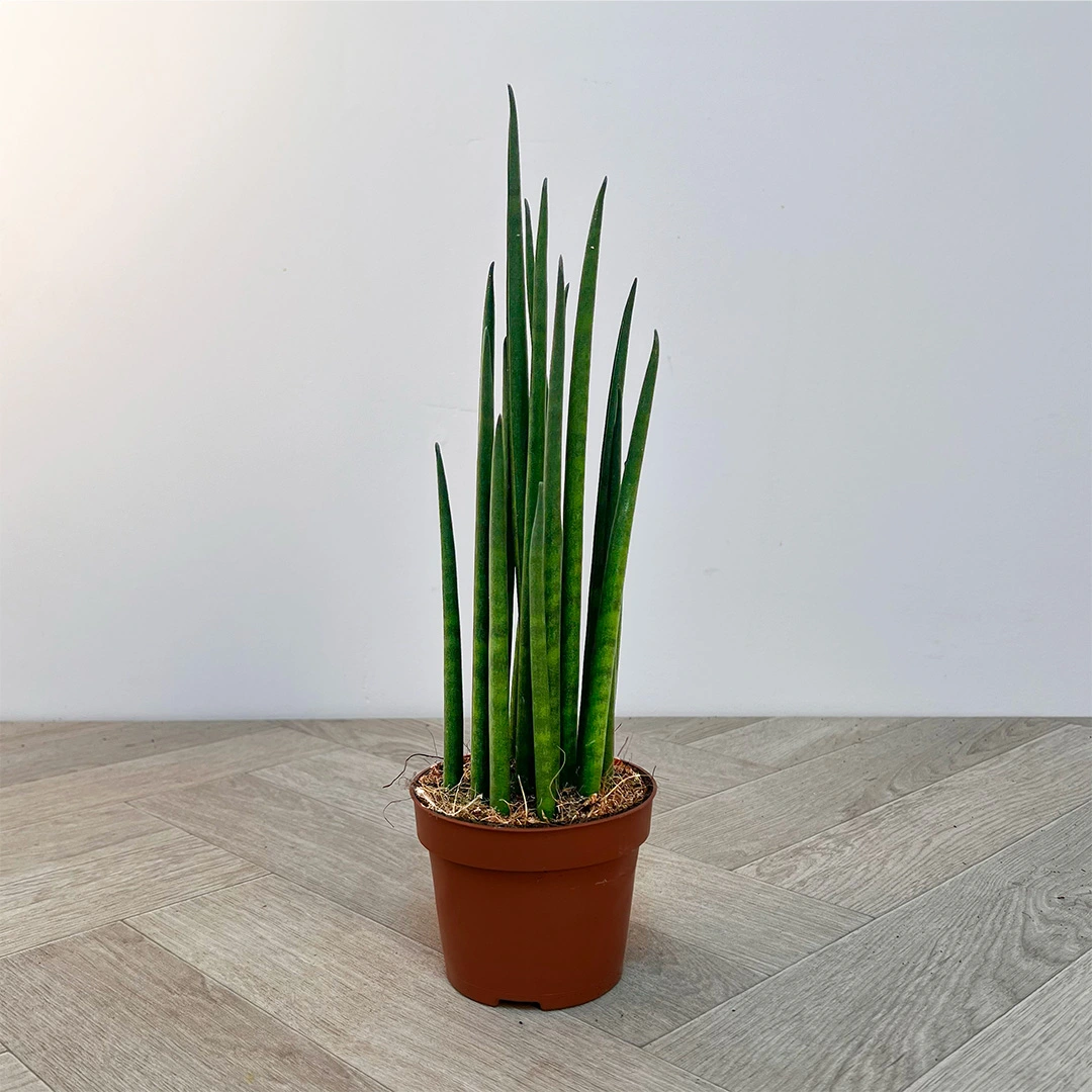 Sansevieria bacularis Mikado (12cm) Snake Plant, African Spear or ...