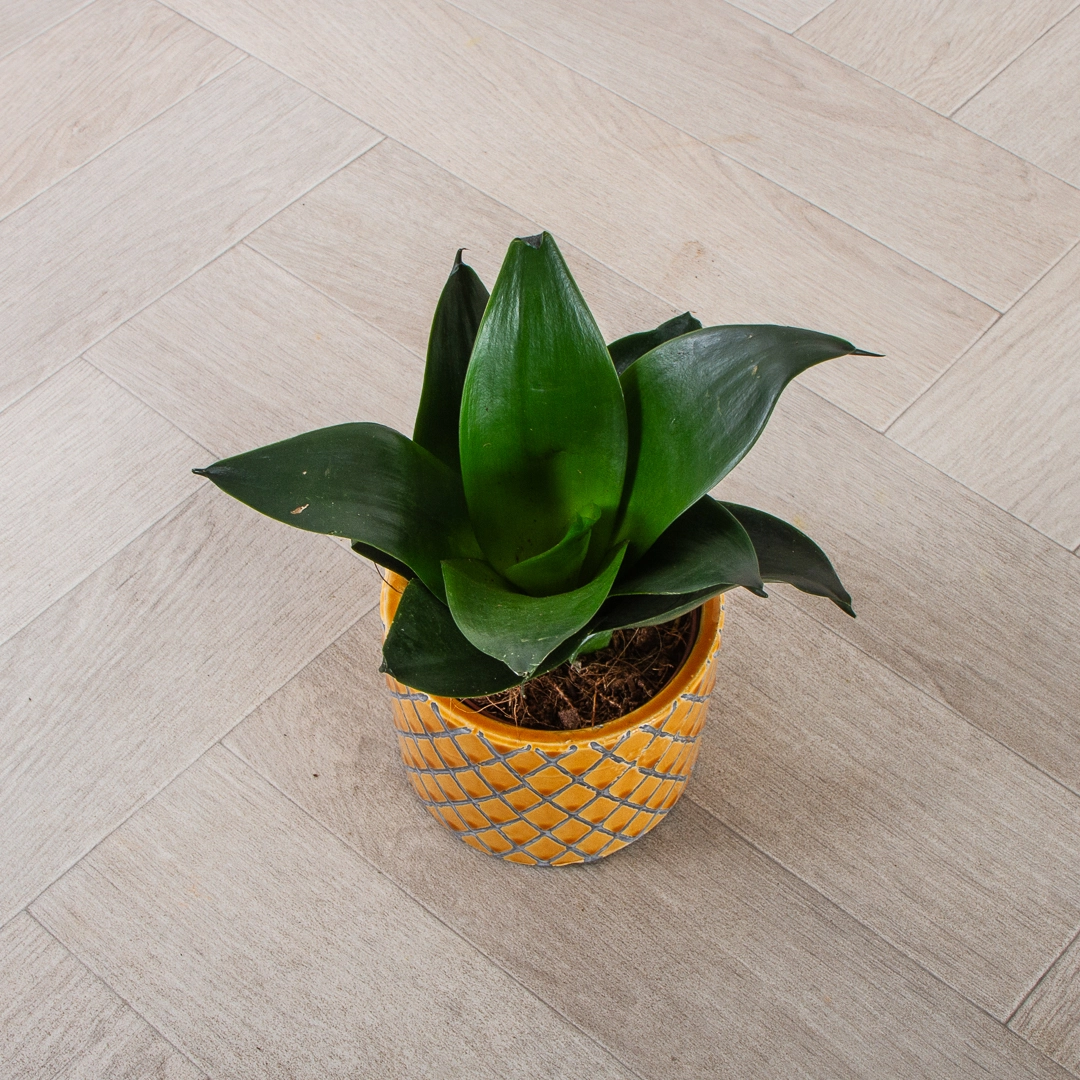 Sansevieria trifasciata 'Jade Star' (Pot Size 9cm) Snake Plant - The ...