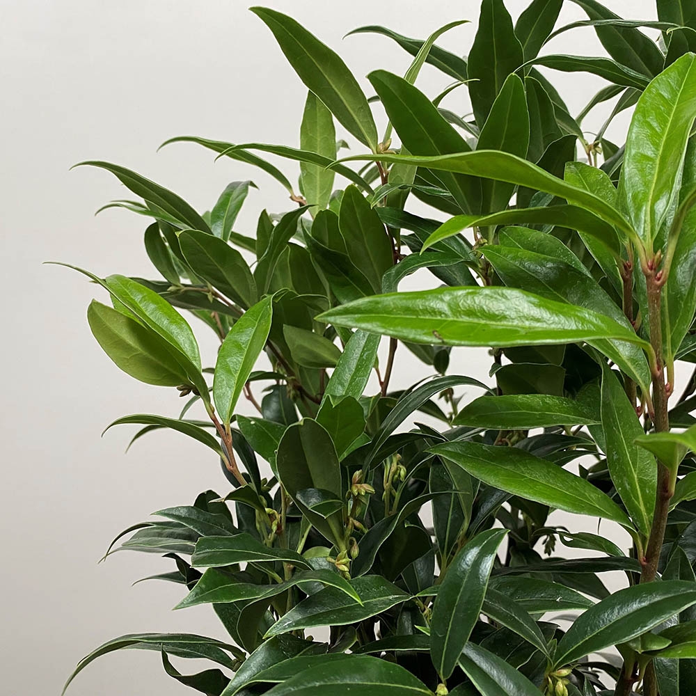 Sarcococca ruscifolia 'Dragons Gate' (Pot Size 2L) Chinese Sweet Box ...