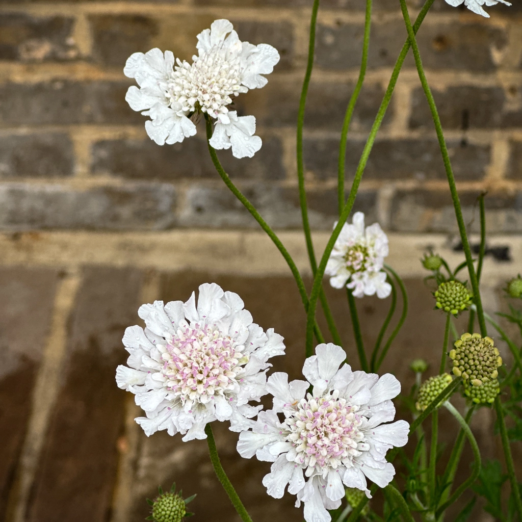 Scabiosa columbaria 'Kudo White' (Pot Size 3L) Pincushion Flower - The ...