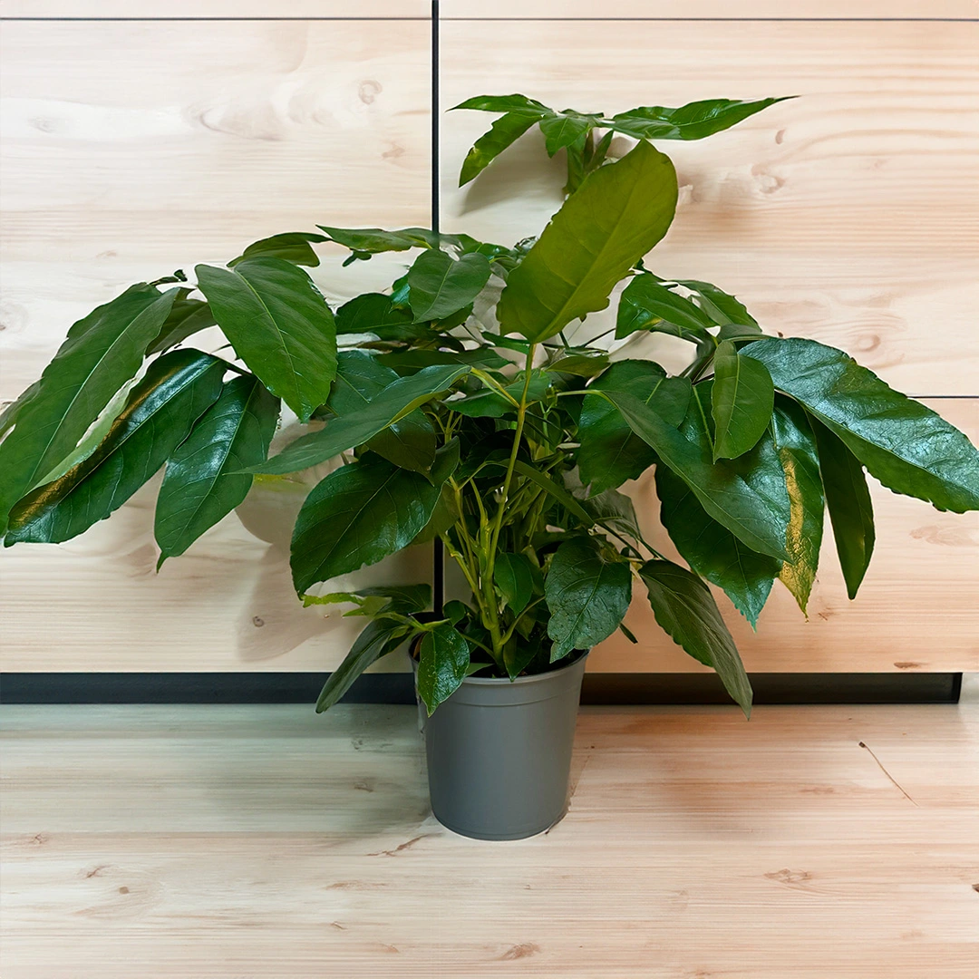 Schefflera Actinophylla (Pot Size 21cm) Australian Ivy Palm - The Boma ...