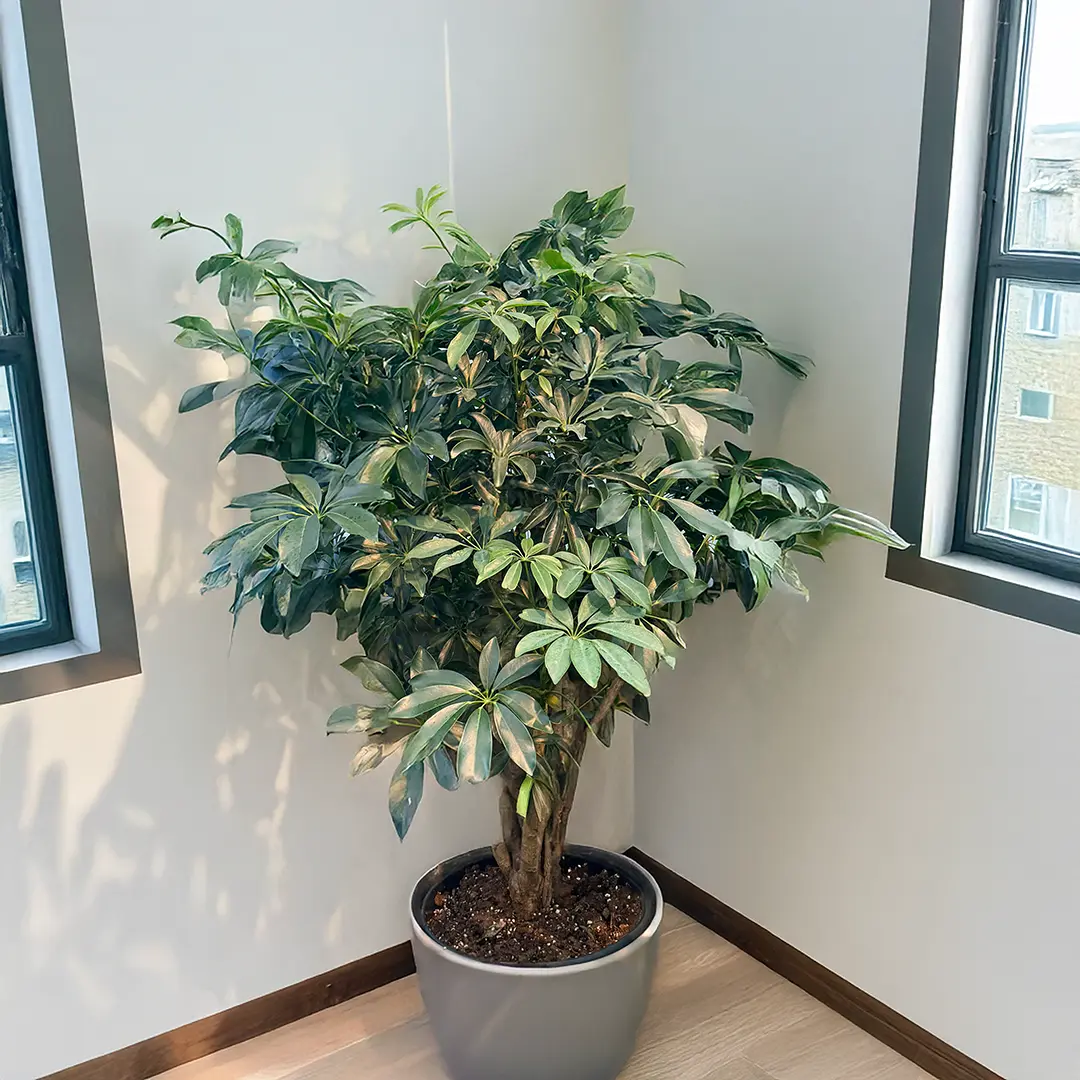 Schefflera 'Compacta' (Pot Size 35cm- Height 150cm) Dwarf Umbrella Tree ...