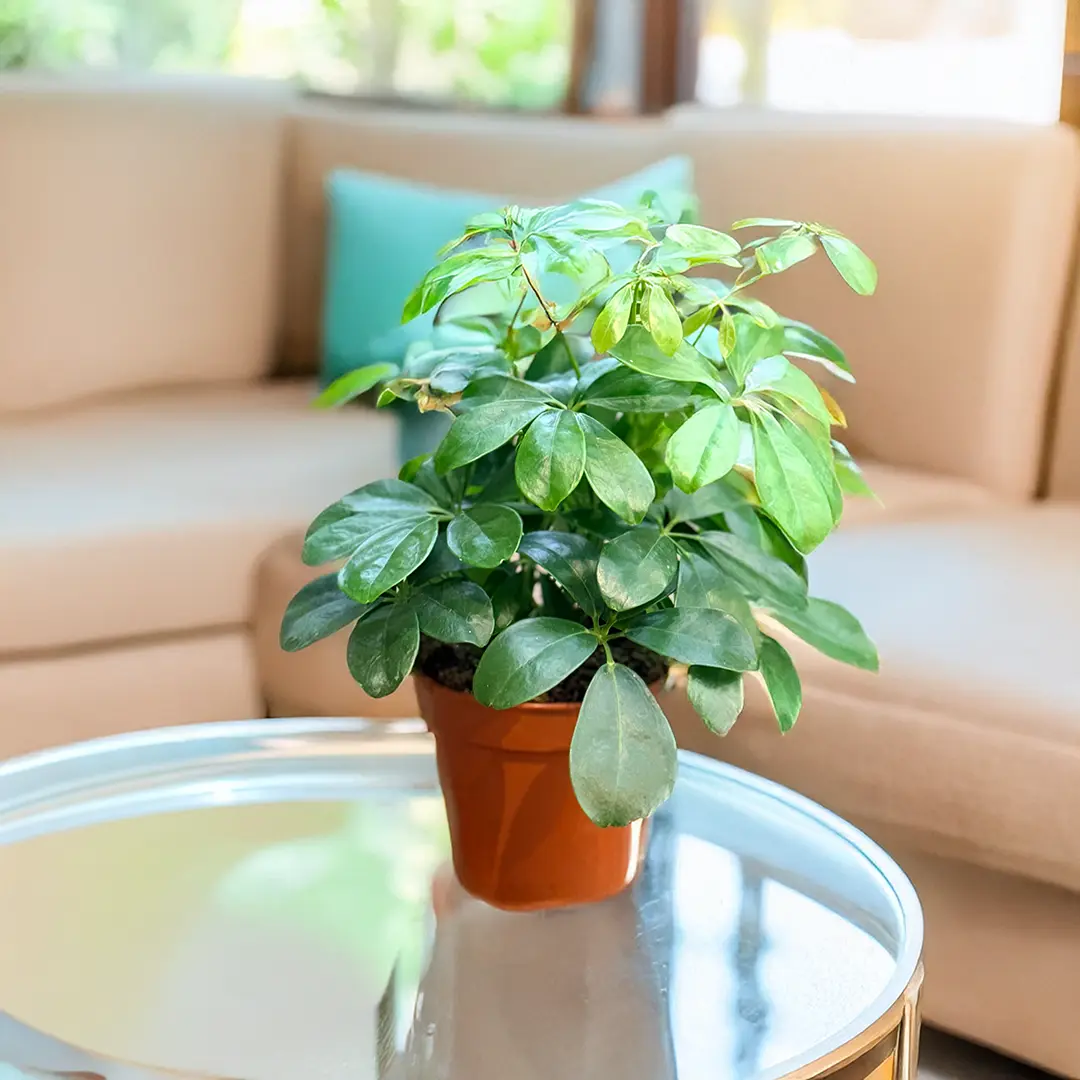 Schefflera 'Nora' (Pot Size 13cm) Dwarf Umbrella Plant ‘Nora’ - The ...