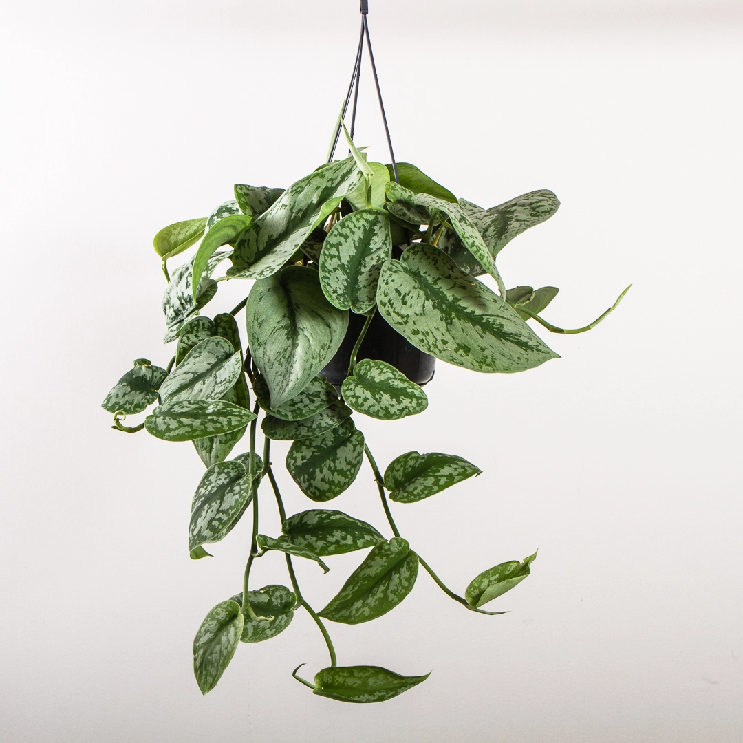 Scindapsus pictus 'Trebie' (15cm) Satin pothos - The Boma Garden Centre