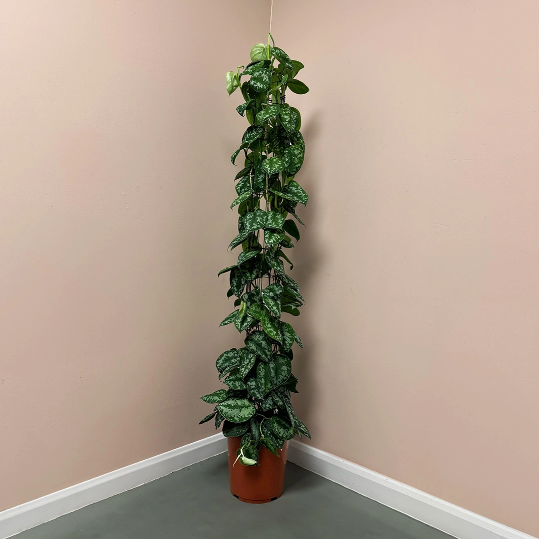 Scindapsus pictus 'Trebie' (Pot Size 27cm) Satin pothos - The Boma ...