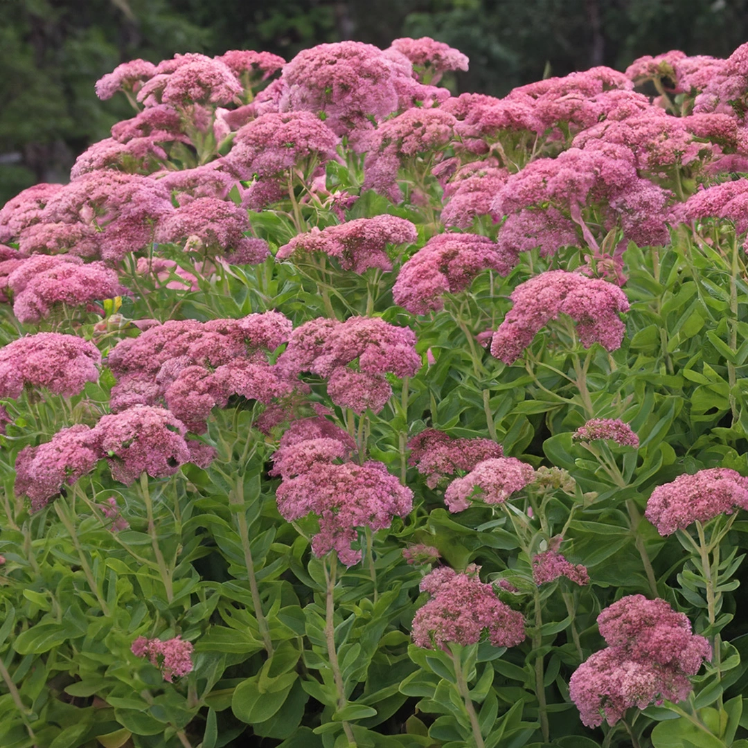 Sedum 'Autumn Joy' (Pot Size 3L) - Stonecrop - The Boma Garden Centre