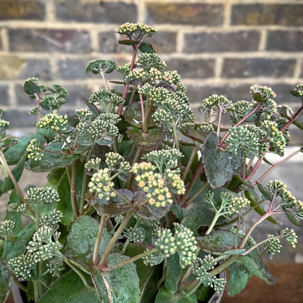 Sedum 'Coral Jade' (Pot Size 2L) - Stonecrop - The Boma Garden Centre