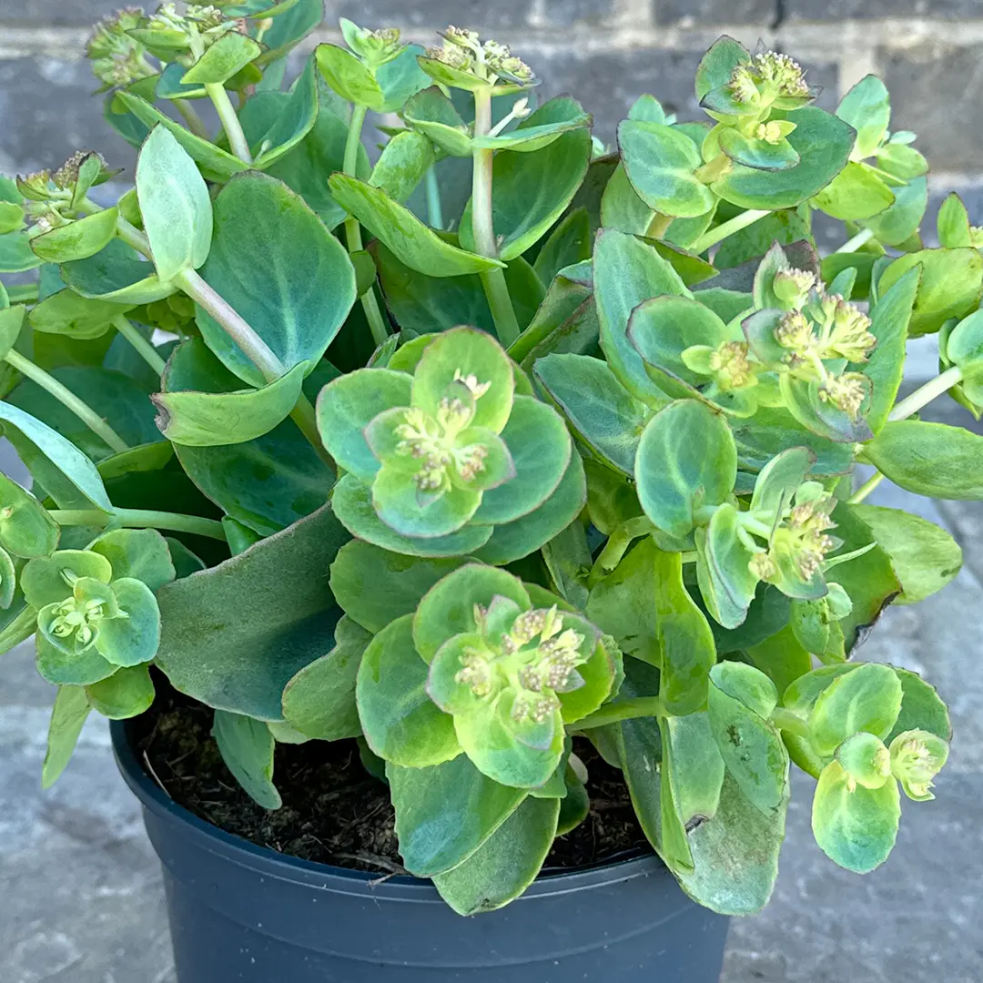Sedum ‘Green Leaves Rose’ (Pot Size 17cm) Green Leaves Stonecrop - The ...
