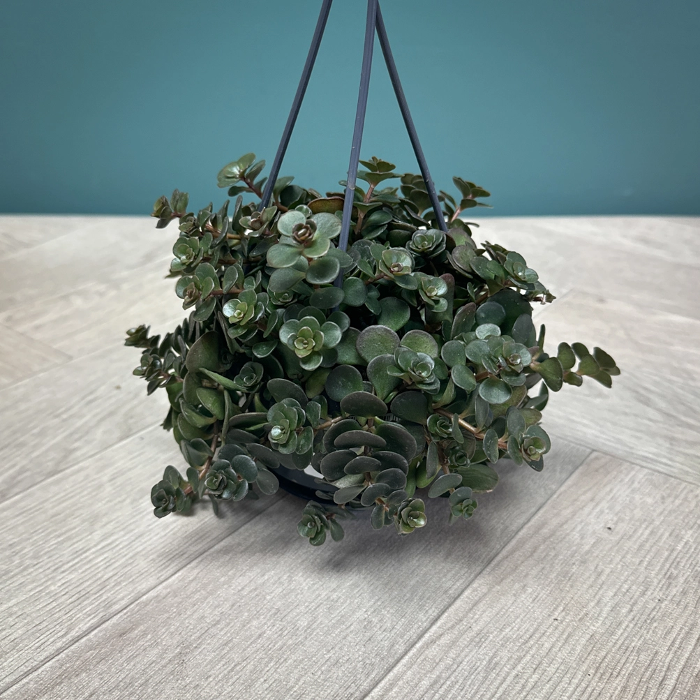 Sedum ‘Kosmosje’ (Pot Size 10.5cm) Adorable Hanging Plant - The Boma ...
