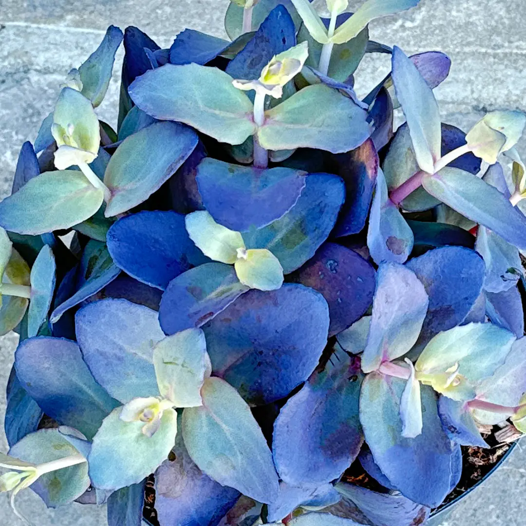 Sedum Mojave 'Jewels Ruby' (Pot Size 3L) - Stonecrop - The Boma Garden ...