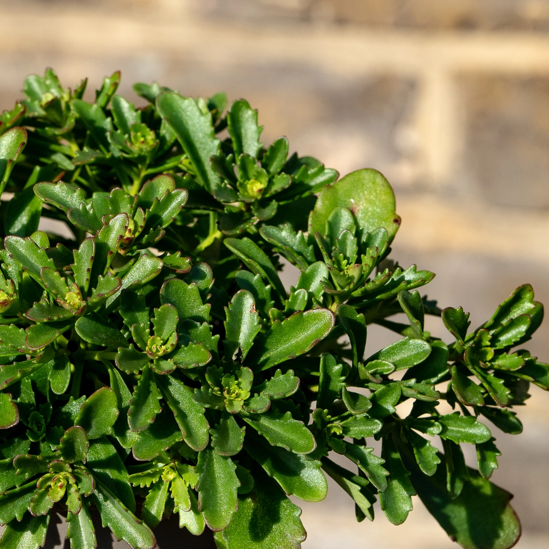 Sedum 'Weihenstephaner Gold' (Pot Size 11cm) Stonecrop - The Boma ...