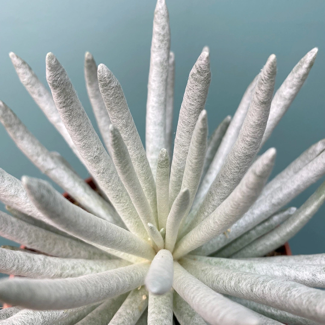 Senecio scaposus (Pot Size 10.5cm) Wooly Senecio - The Boma Garden Centre