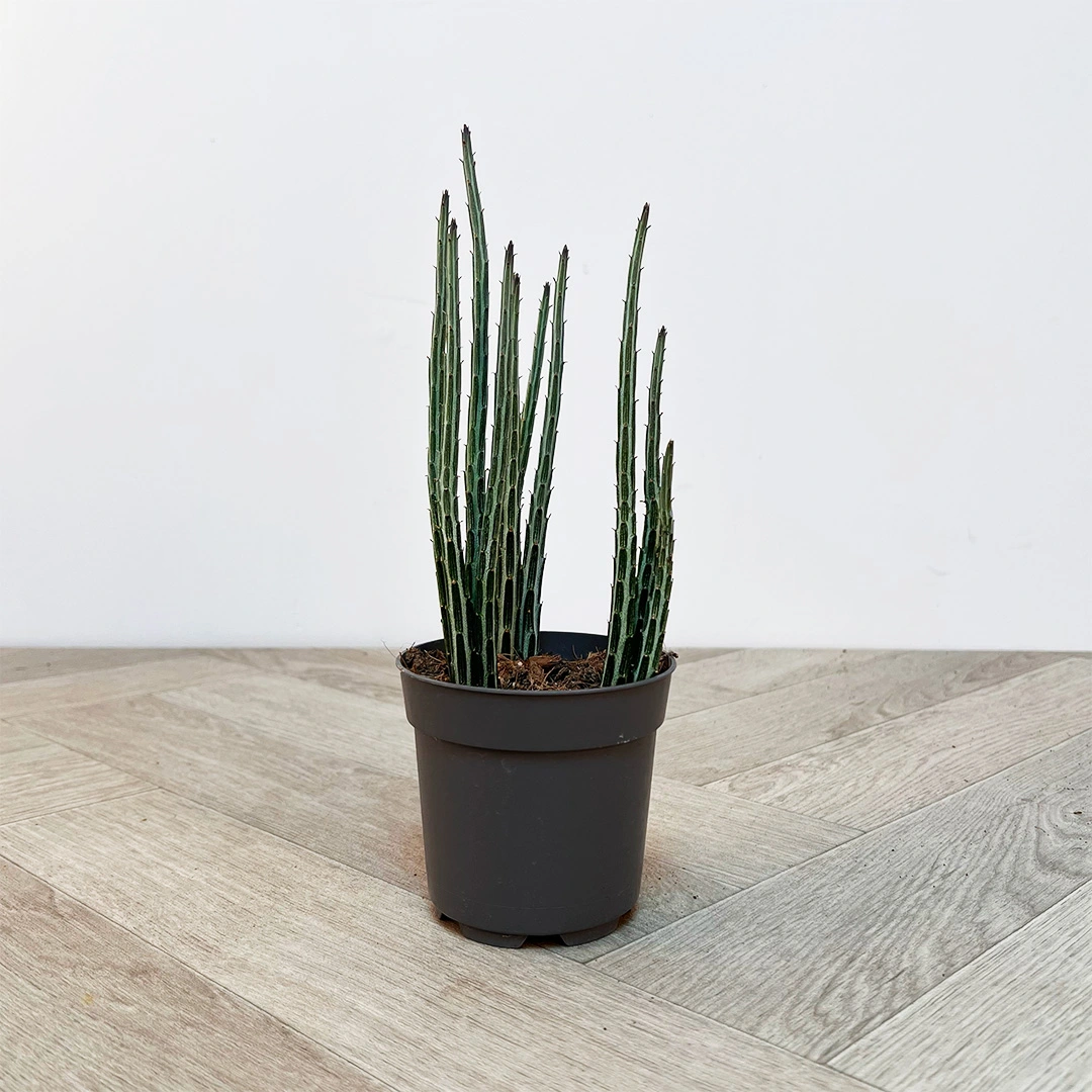 Senecio Stapiloformis (Pot Size 10.5cm) Pickle Plant - The Boma Garden ...