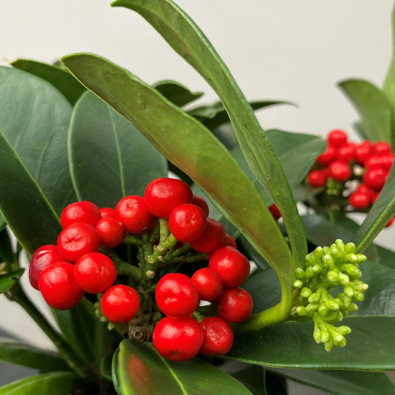 Skimmia japonica O' Berries Red (Pot Size 12cm) - The Boma Garden Centre