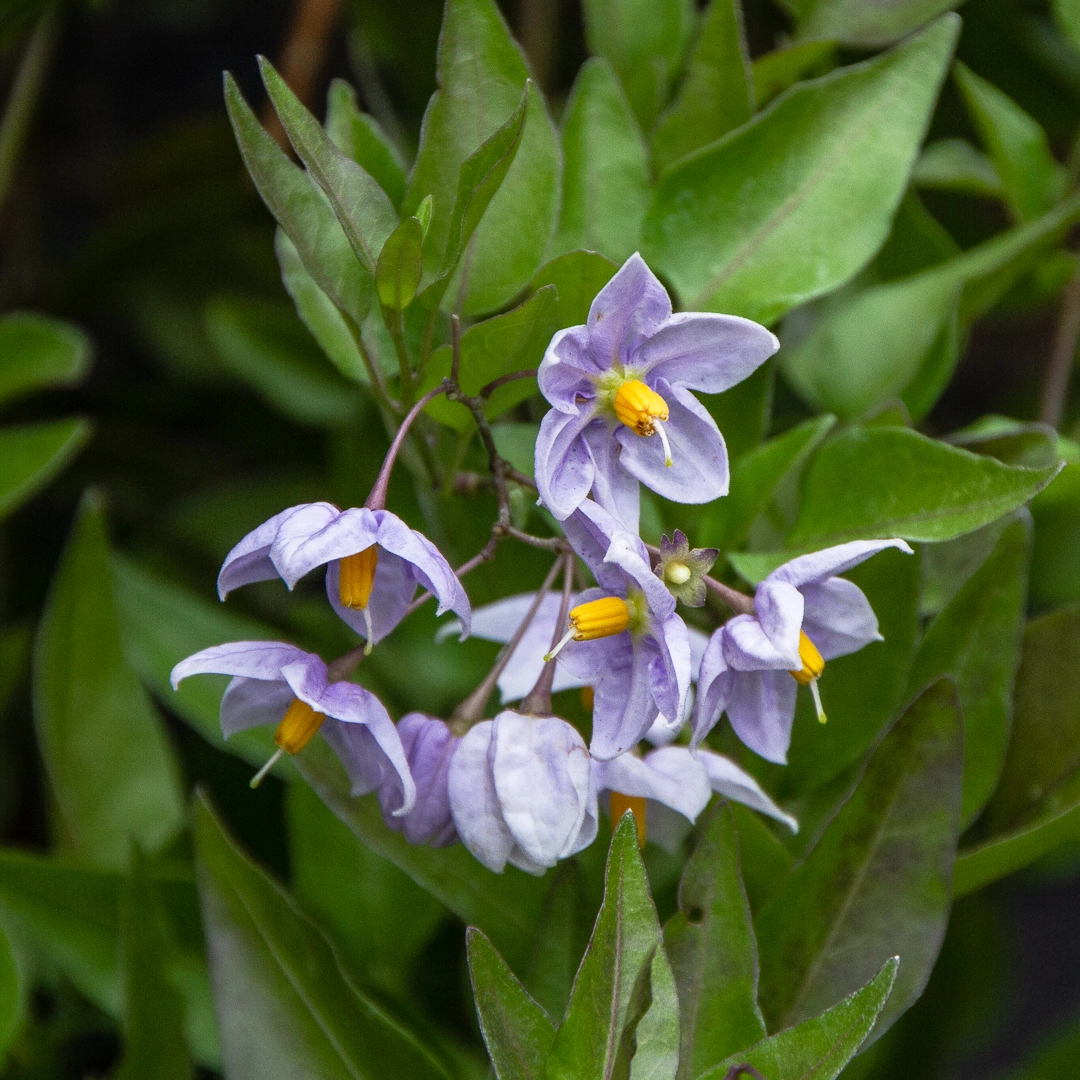 Solanum jasminoides 'Bleu' (3L) Potato Vine - The Boma Garden Centre