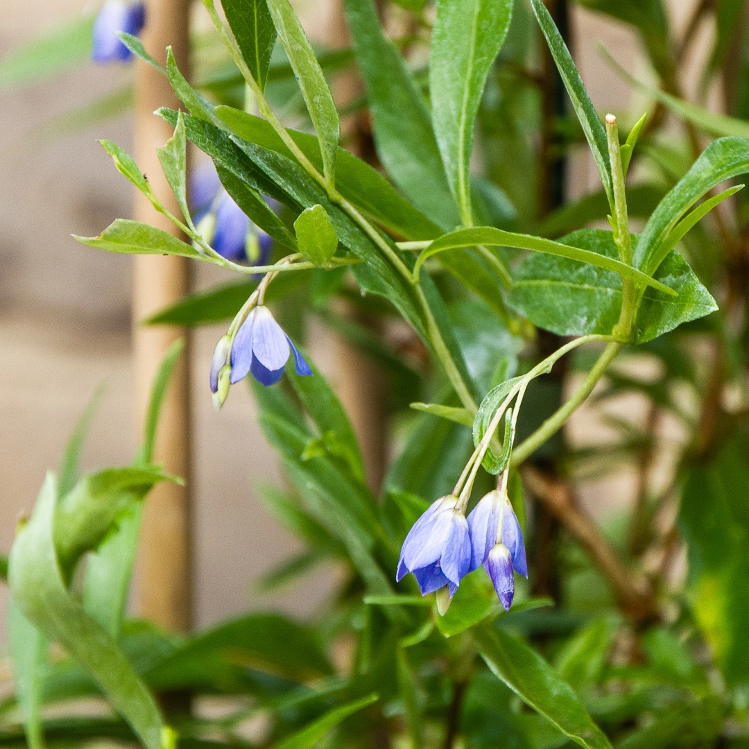 Sollya heterophylla 'Blue Bell Creeper' - The Boma Garden Centre