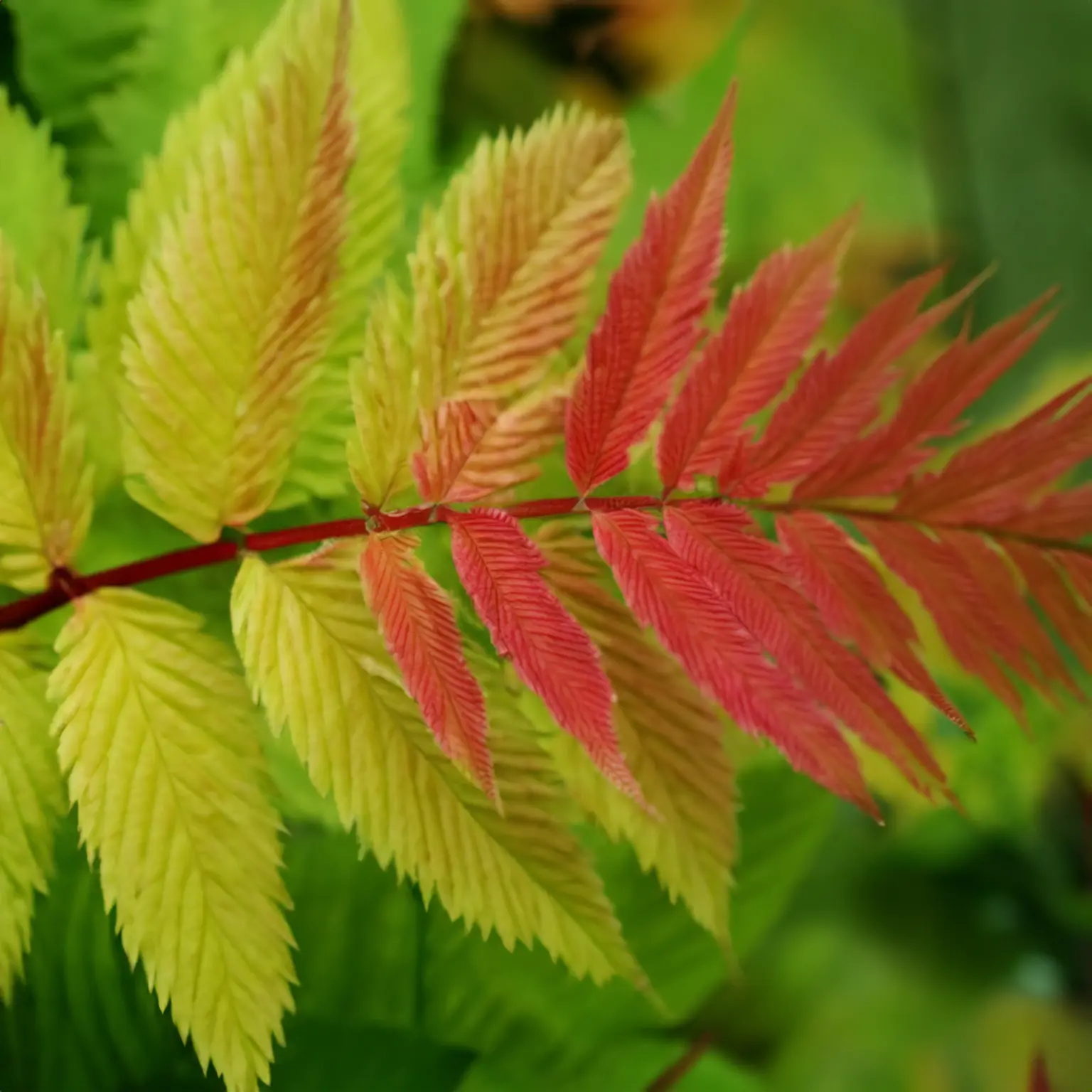 Sorbaria sorbifolia 'Crimson Feathers' (Pot Size 3L) - The Boma Garden ...