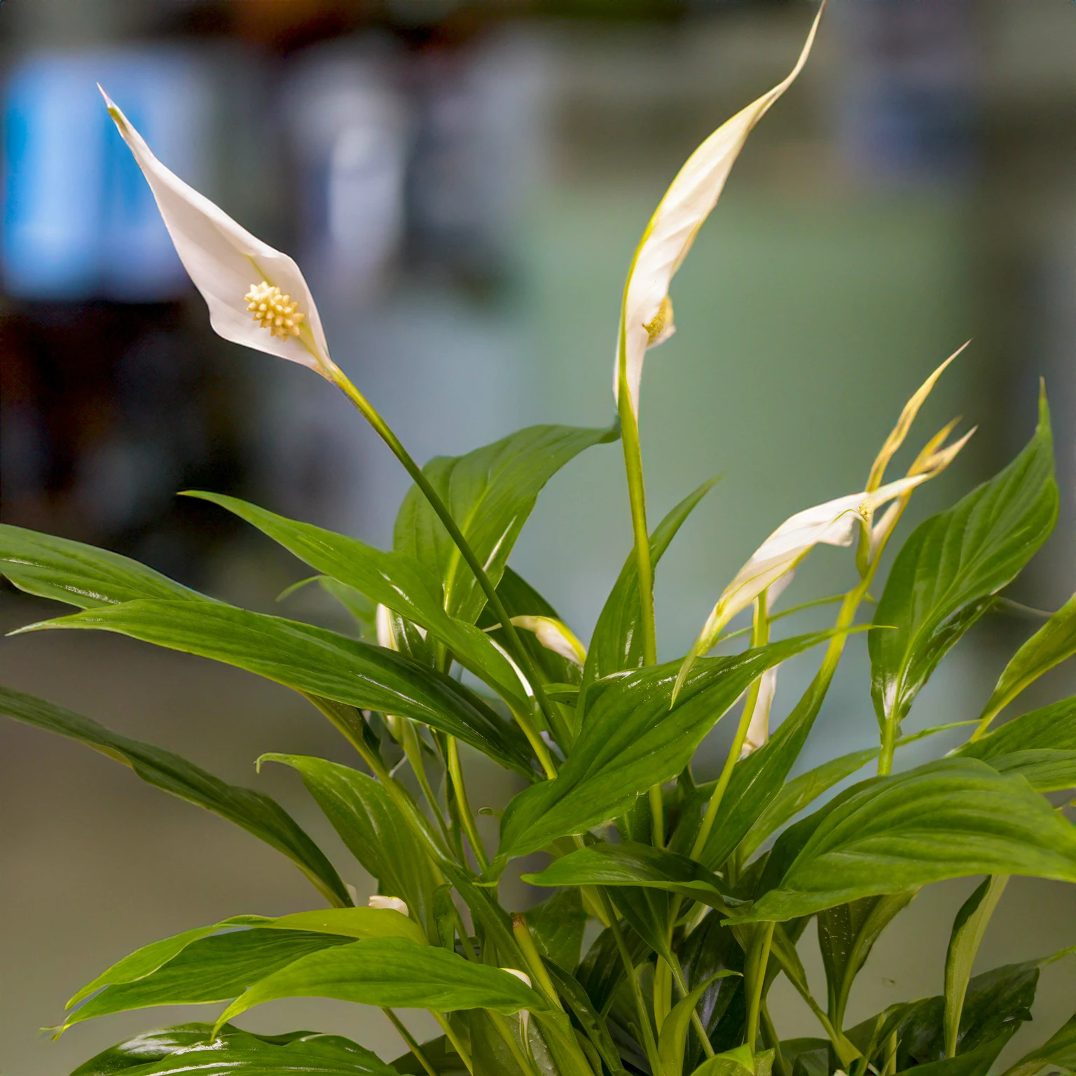 Spathiphyllum 'Sweet Chico' (Pot Size 13cm) Peace Lily - The Boma ...