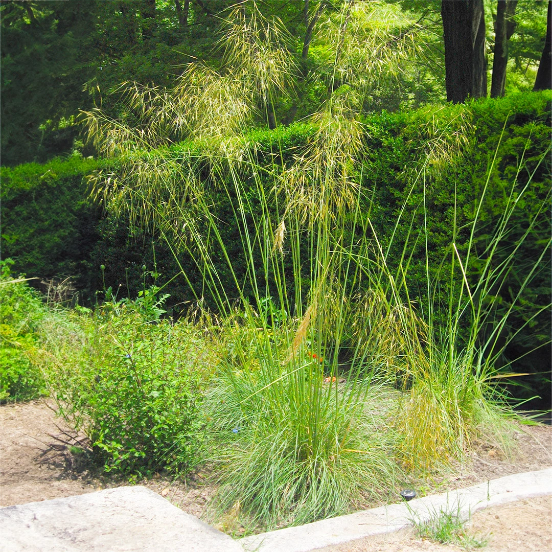 Stipa gigantea (17cm) Golden Oats - The Boma Garden Centre