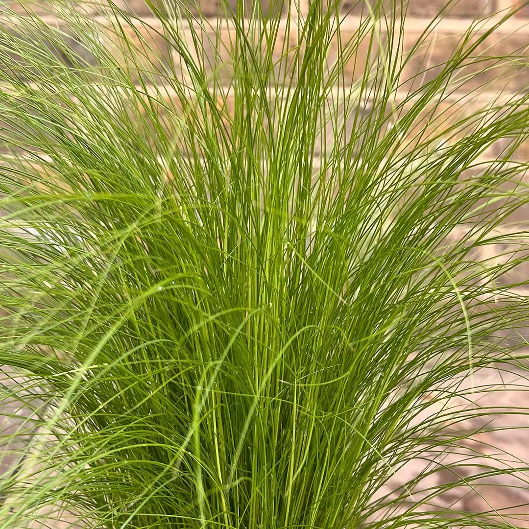 Stipa tenuissima 'Ponytails' (Pot Size 2L) Mexican Feather Grass - The ...