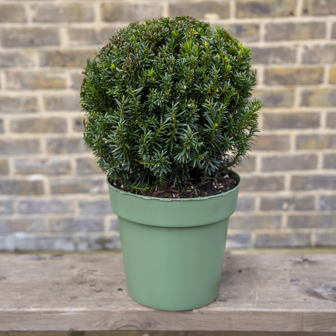 Taxus Baccata (Ball Size 30-35cm) Yew Balls - The Boma Garden Centre