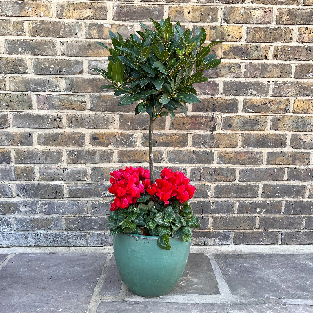 The Aqua Lollipop Planter - Red Cyclamen - The Boma Garden Centre