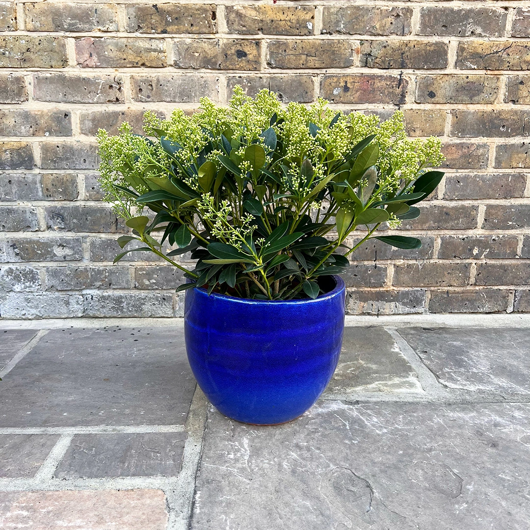 The Blue Finchy Festive Planter - The Boma Garden Centre