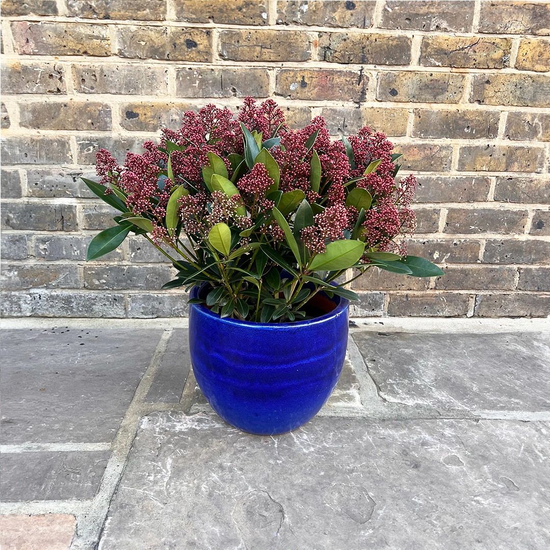 The Blue Rubella Festive Planter - The Boma Garden Centre