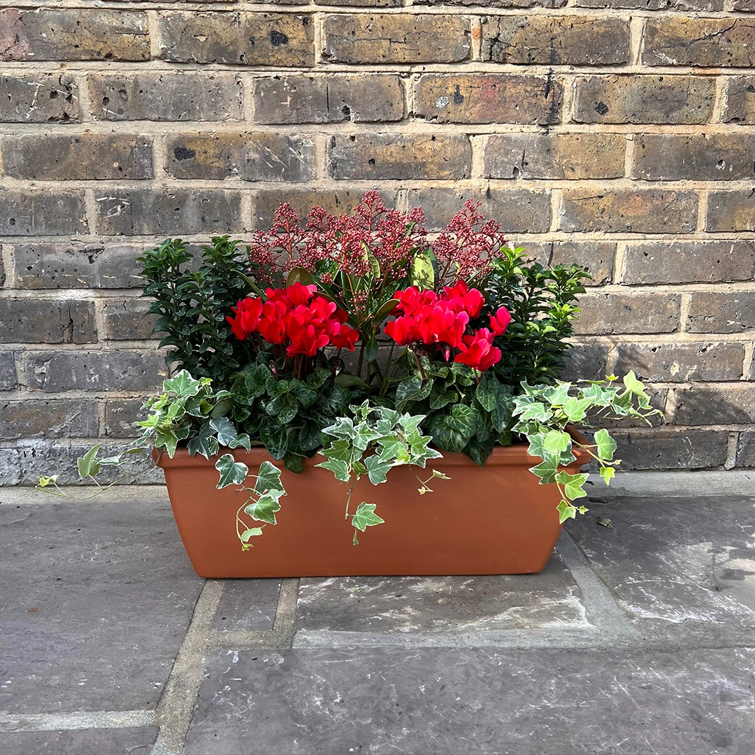 The Deluxe Red Winter Festive Roma Planter - The Boma Garden Centre