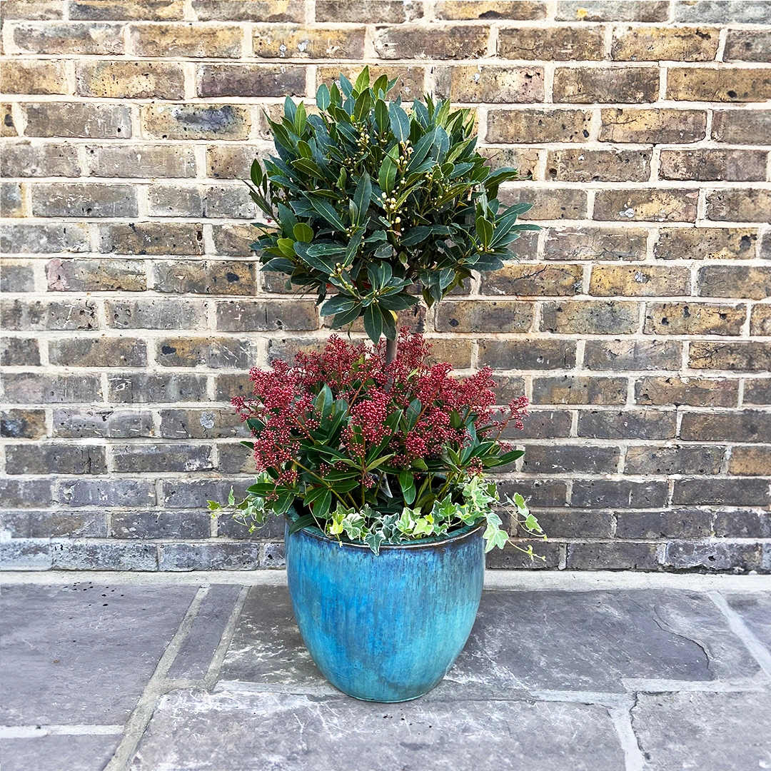 The Festive Lollipop Flowering Skimmia Hedera Aqua Planter - The Boma ...