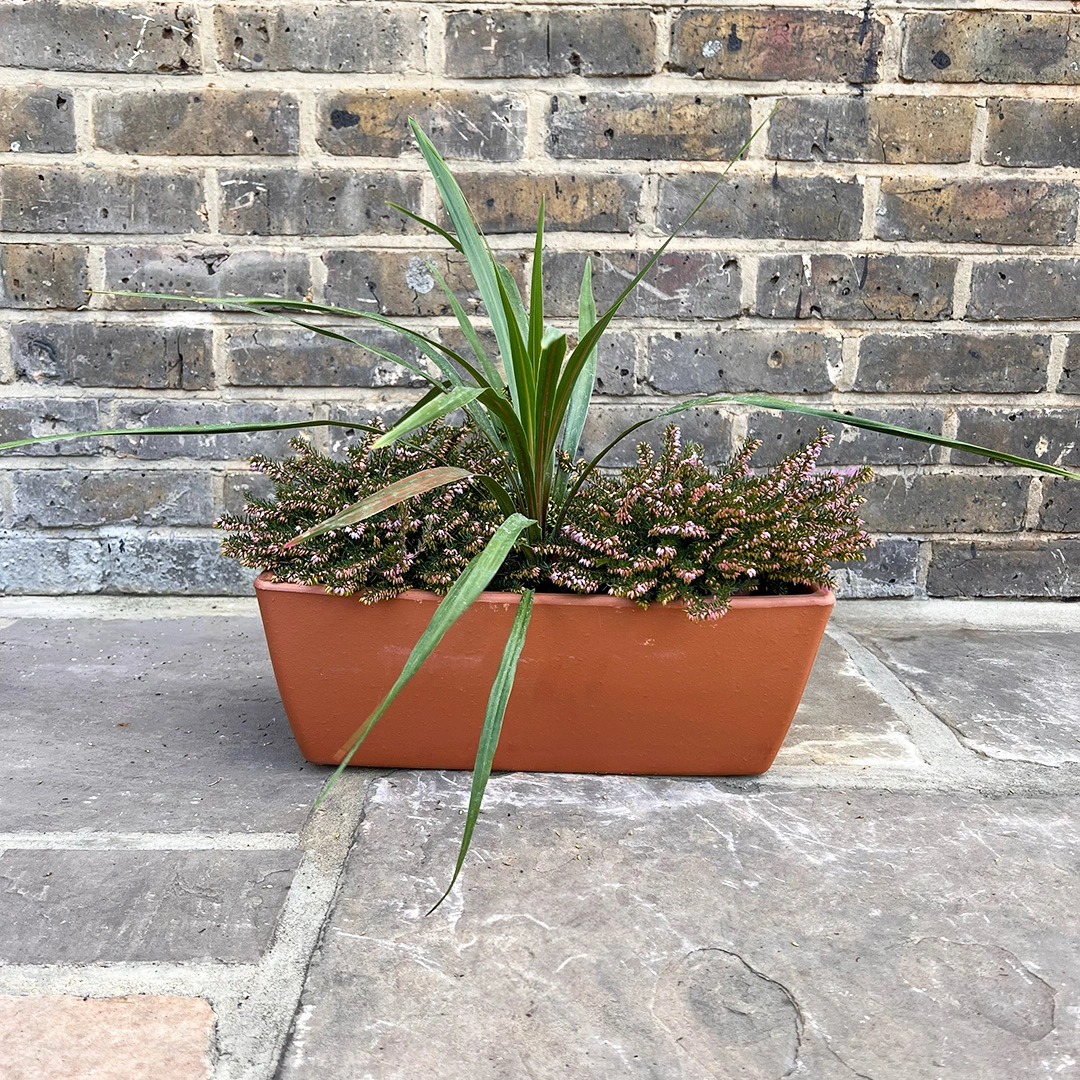 The Garda Erica Alba Window Box - Pink Red - The Boma Garden Centre