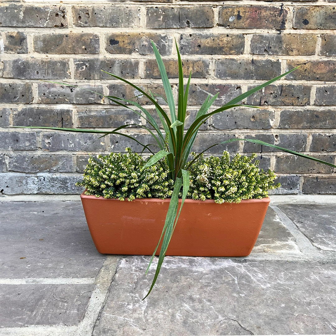 The Garda Erica Alba Window Box - White - The Boma Garden Centre