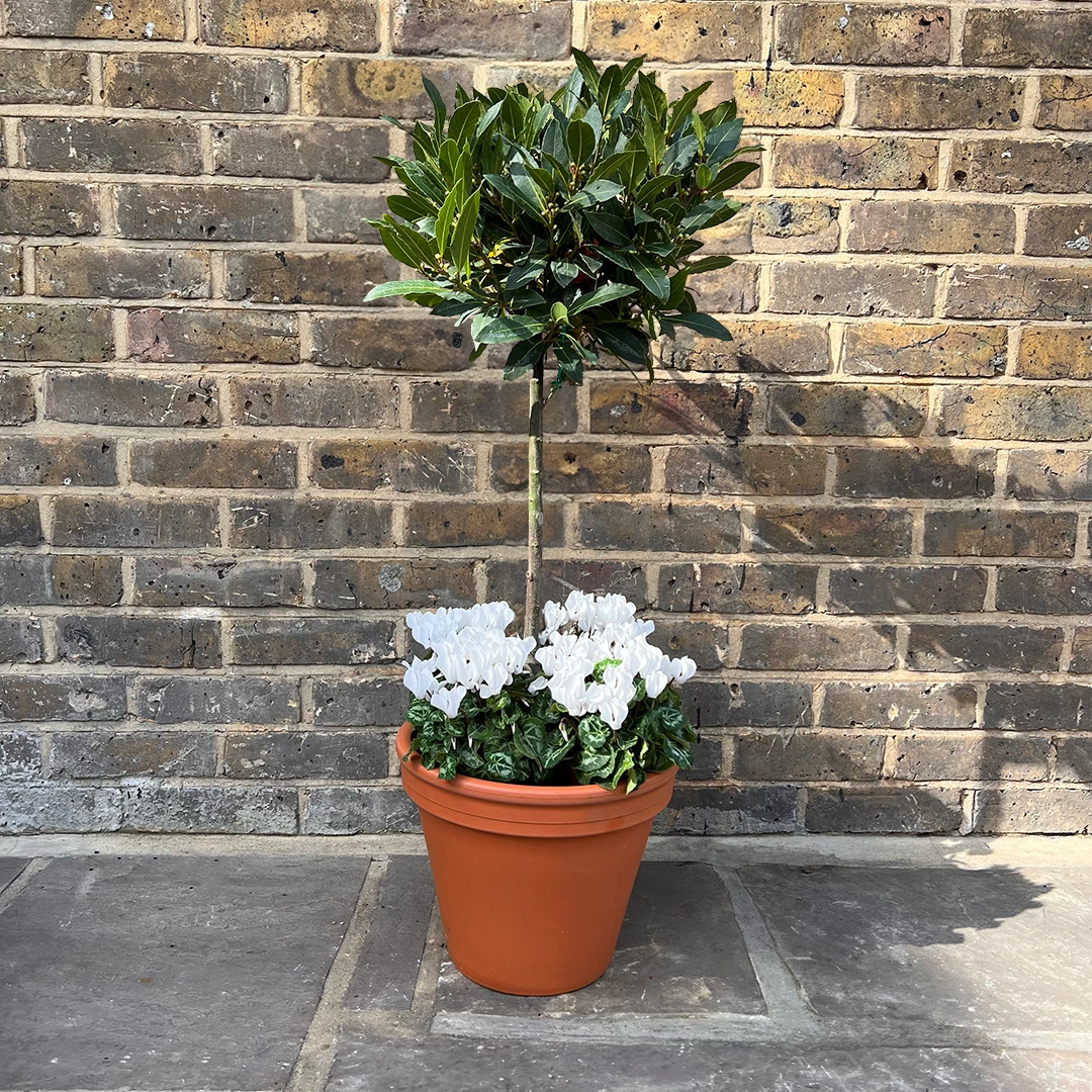 The Lollipop White Festive Planter - The Boma Garden Centre