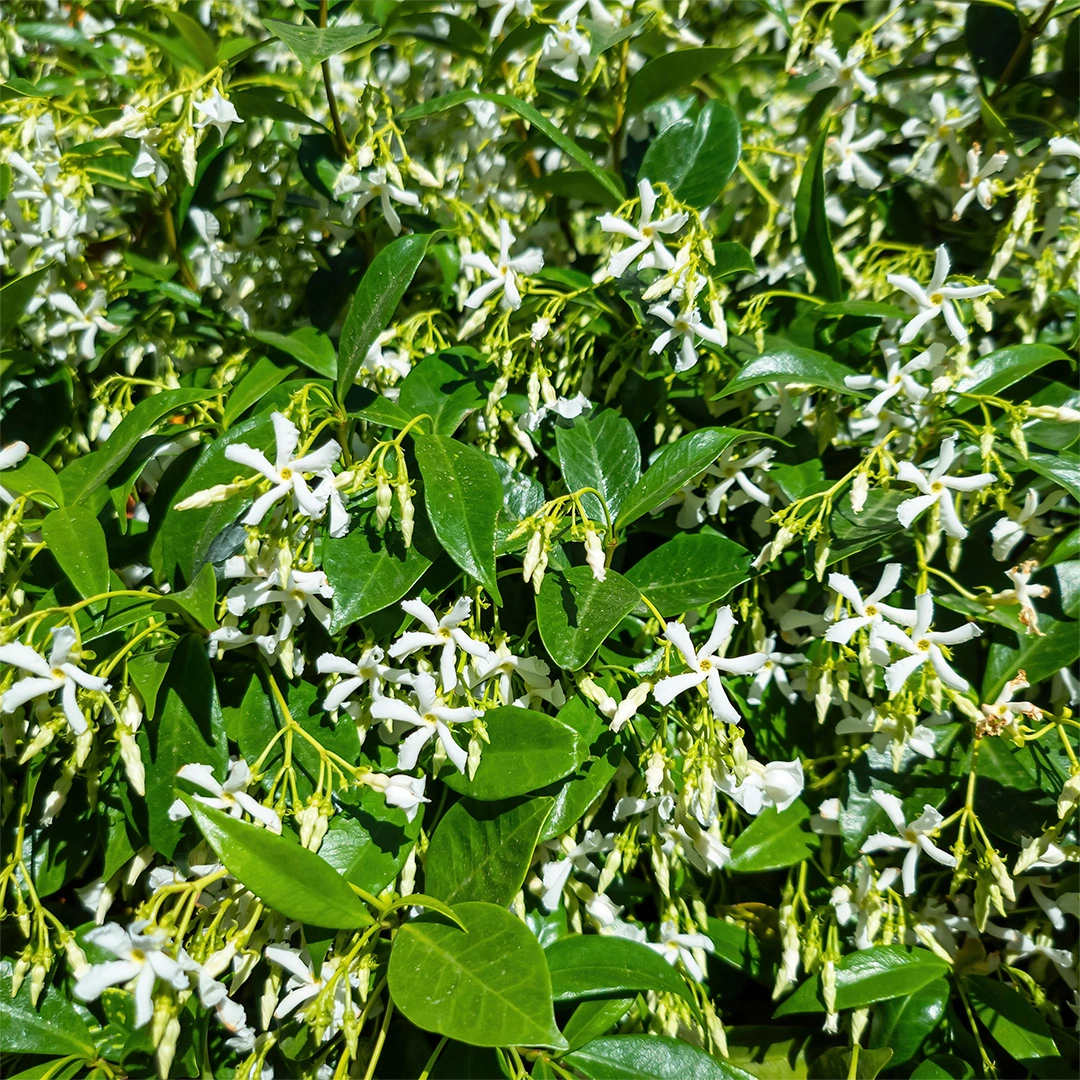 Trachelospermum jasminoides (Pot Size 3L) Height 100-125cm ...