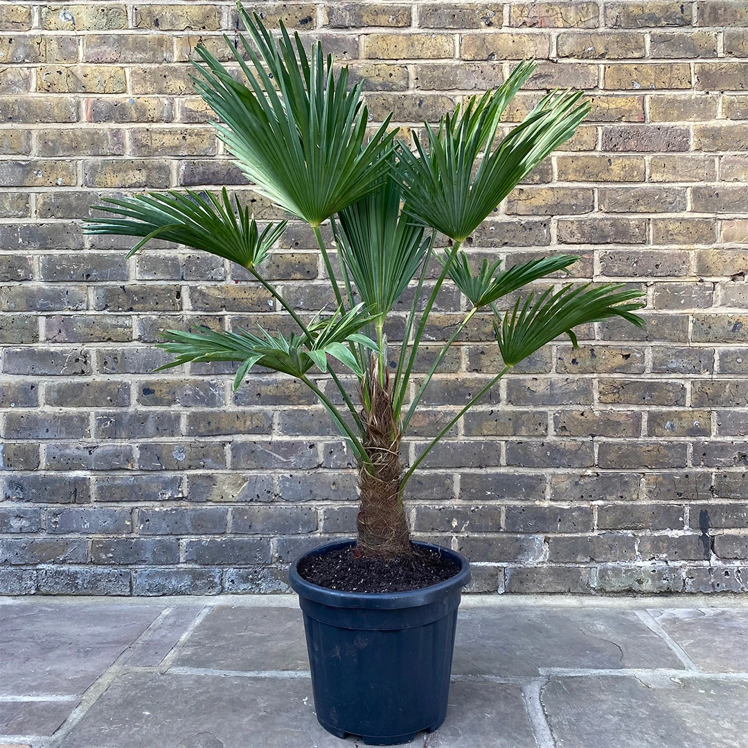 Trachycarpus Wagnerianus ( 32cm ) Wagners Fan Palm - The Boma Garden Centre
