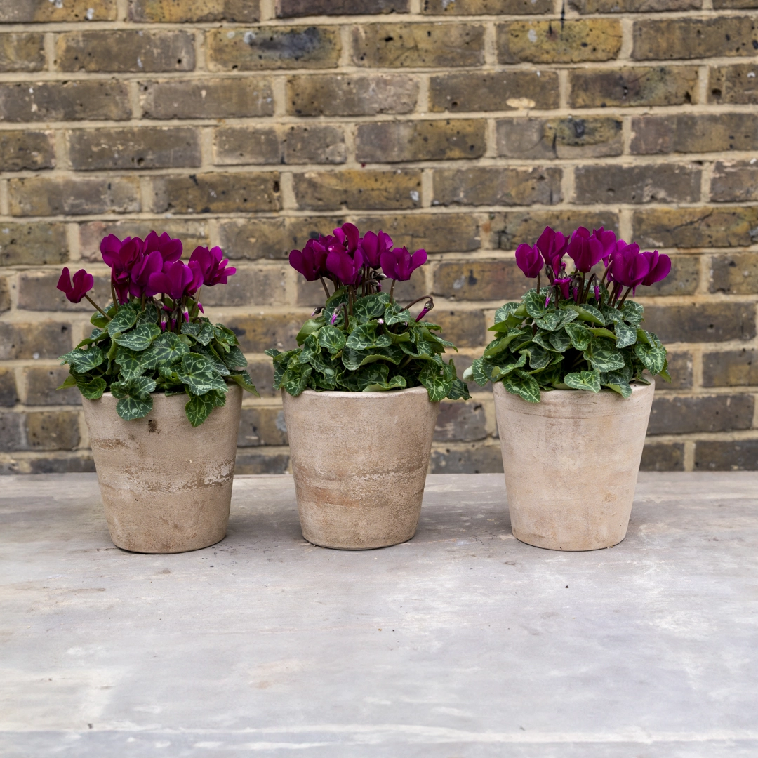 Tudor Trio - Purple - The Boma Garden Centre