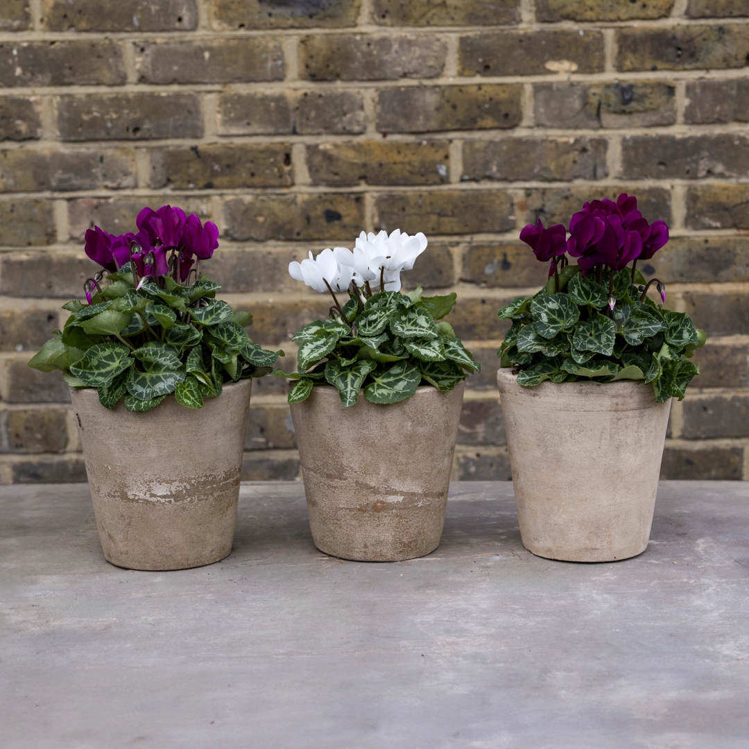 Tudor Trio - Purple & White - The Boma Garden Centre