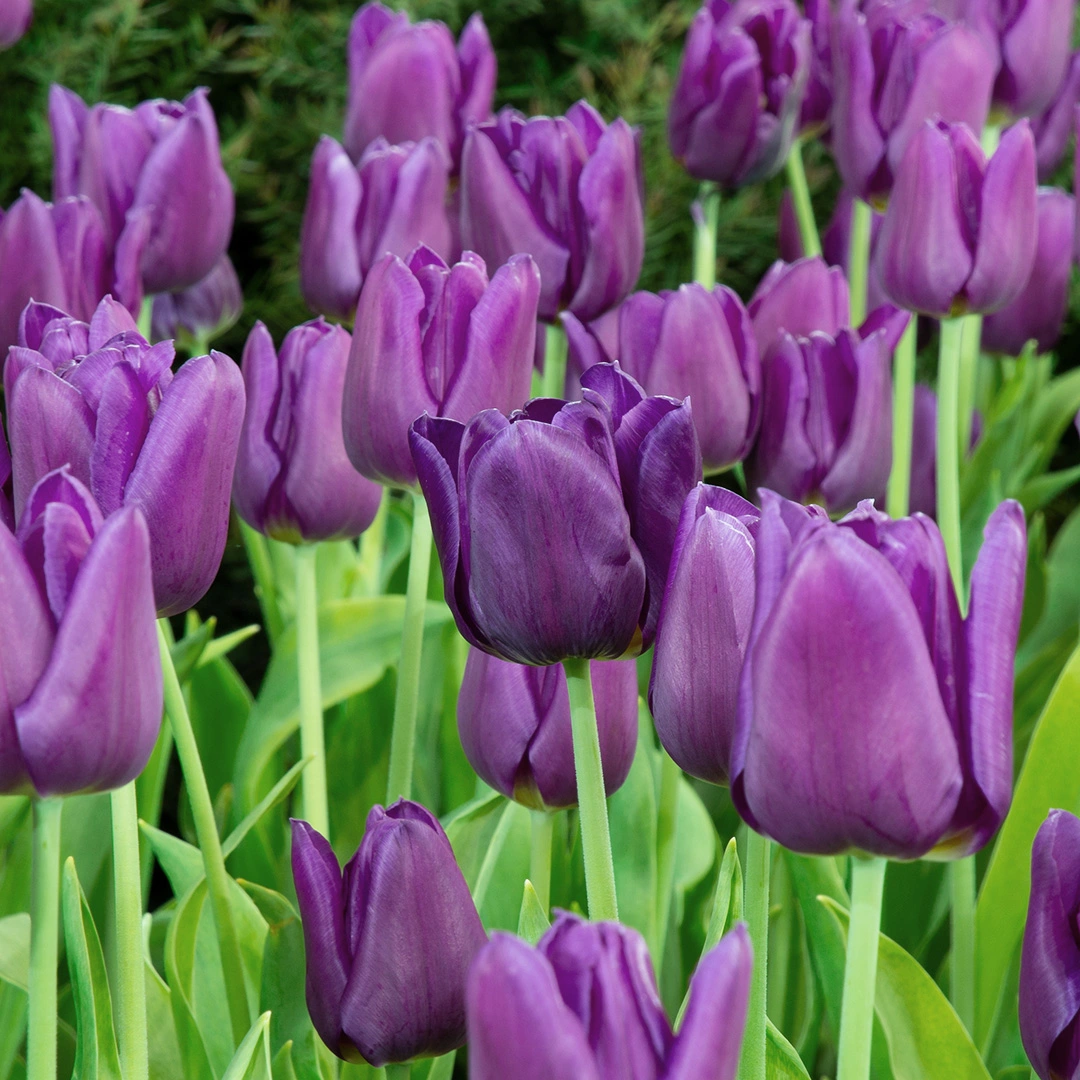 Tulip 'Bleu Aimable (Pot Size 1L) Bulbs in Pots - The Boma Garden Centre