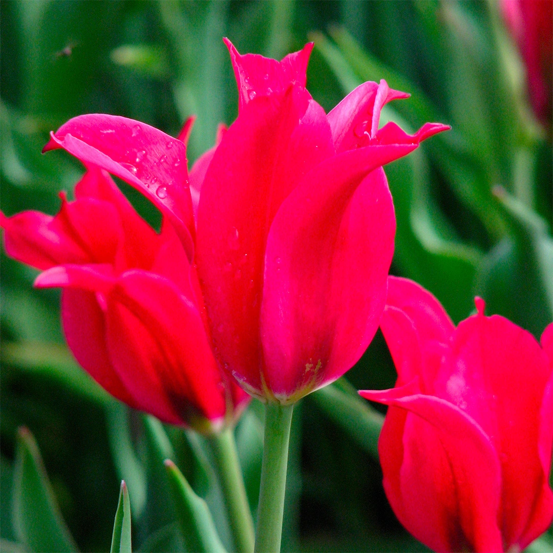 Tulip 'Pretty Woman' (Tulip Pot Size 1ltr ) Bulbs in Pots - The Boma ...