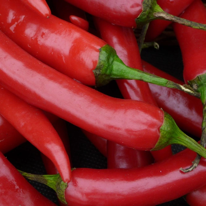 Vegetable Seeds - Chilli Pepper (Demon Red) - The Boma Garden Centre