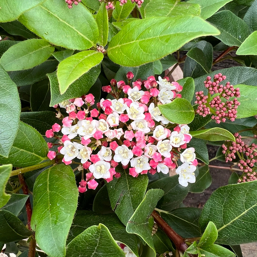 Viburnum tinus 'Lisa Rose' (10L) Viburnum Laurustinus - The Boma Garden ...